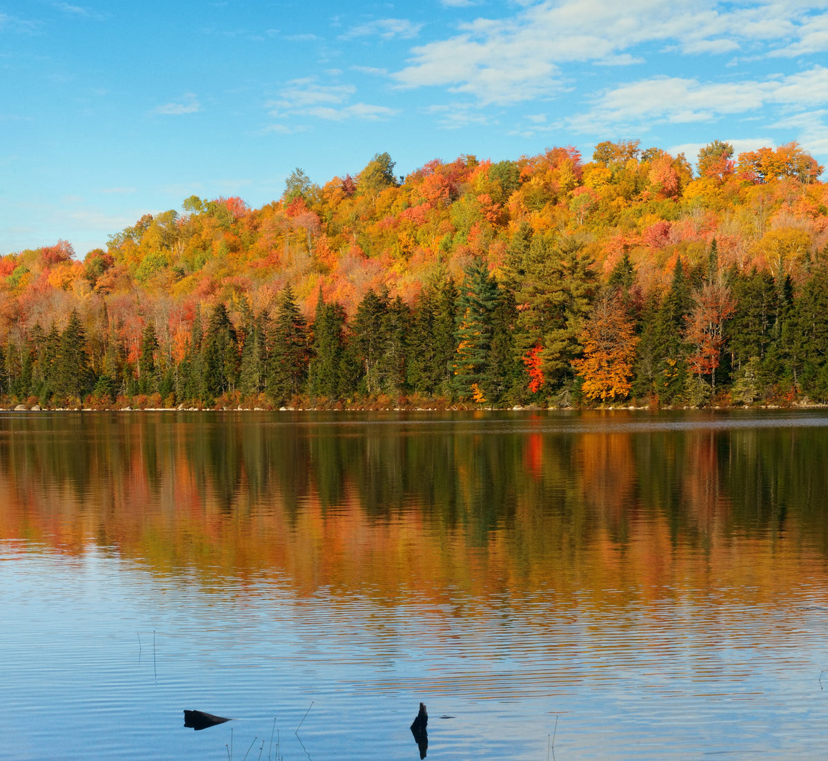 Master Angler Fishing Shirt Collection 3339iphw – Page 3 – ChipteeAmz